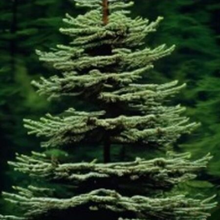 Why the Forget-Me-Not Was Chosen as Alaska's State Flower