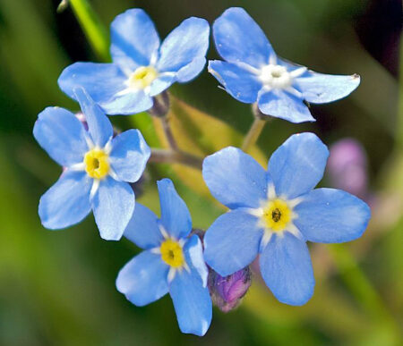 Why the Forget-Me-Not Was Chosen as Alaska's State Flower