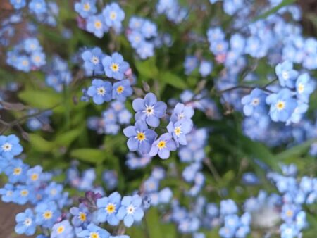 Stories, Legends, and Myths About Forget-me-not - The Tundra Drums