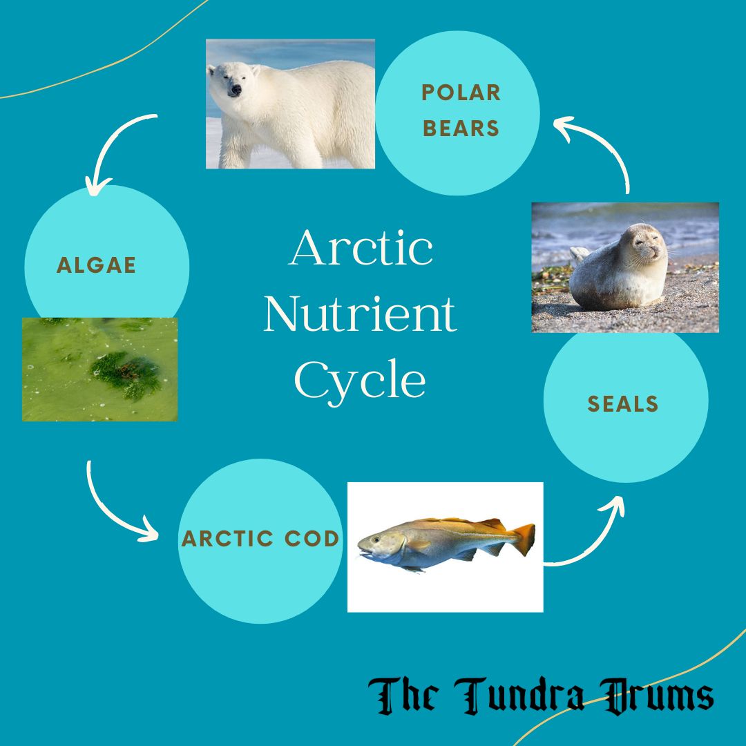 Why Polar Bears Matter in Alaska’s Ecosystem