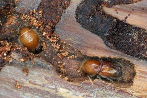 Spruce Bark Beetles in Alaska: Causes, Damage & Control